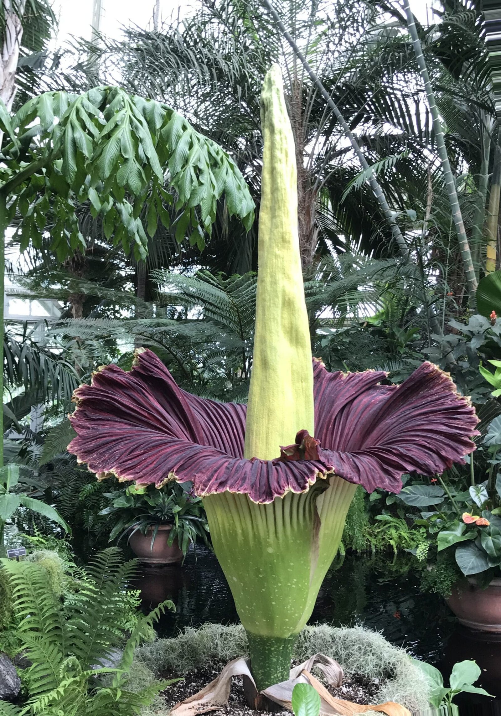 Putricia, the Corpse Flower - The Weird Side of the Internet ...