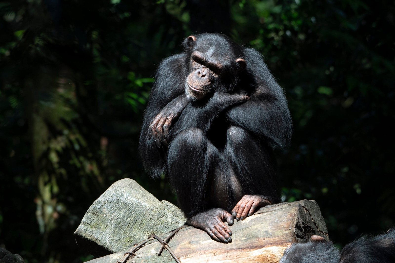 Chimp War - The Weird Side of the Internet - Radioradiox.com